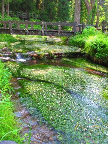 白馬村 姫川源流より… 春先に梅花 | 長野県北安曇郡白馬村今は自宅󾒰 | コロママ | ウェザーニュース