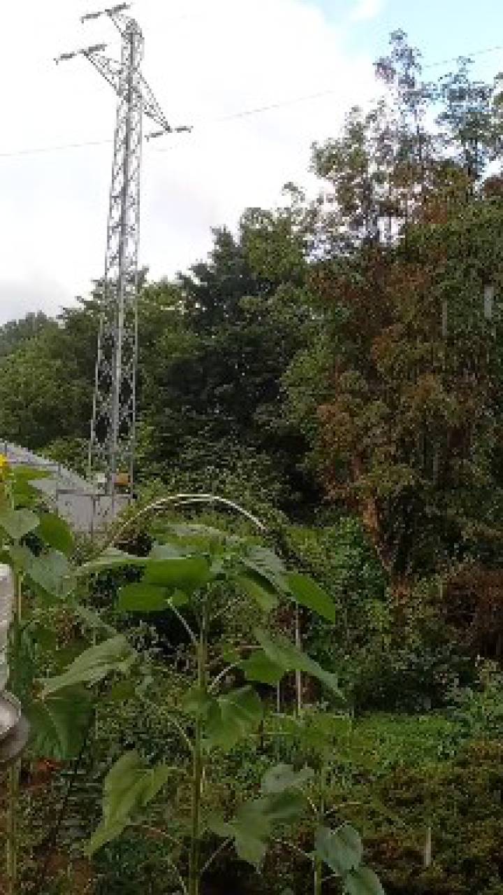 pm5:00 通り雨☔が降りました ジメ | 北海道北見市 | -ねこむすめ | ウェザーニュース