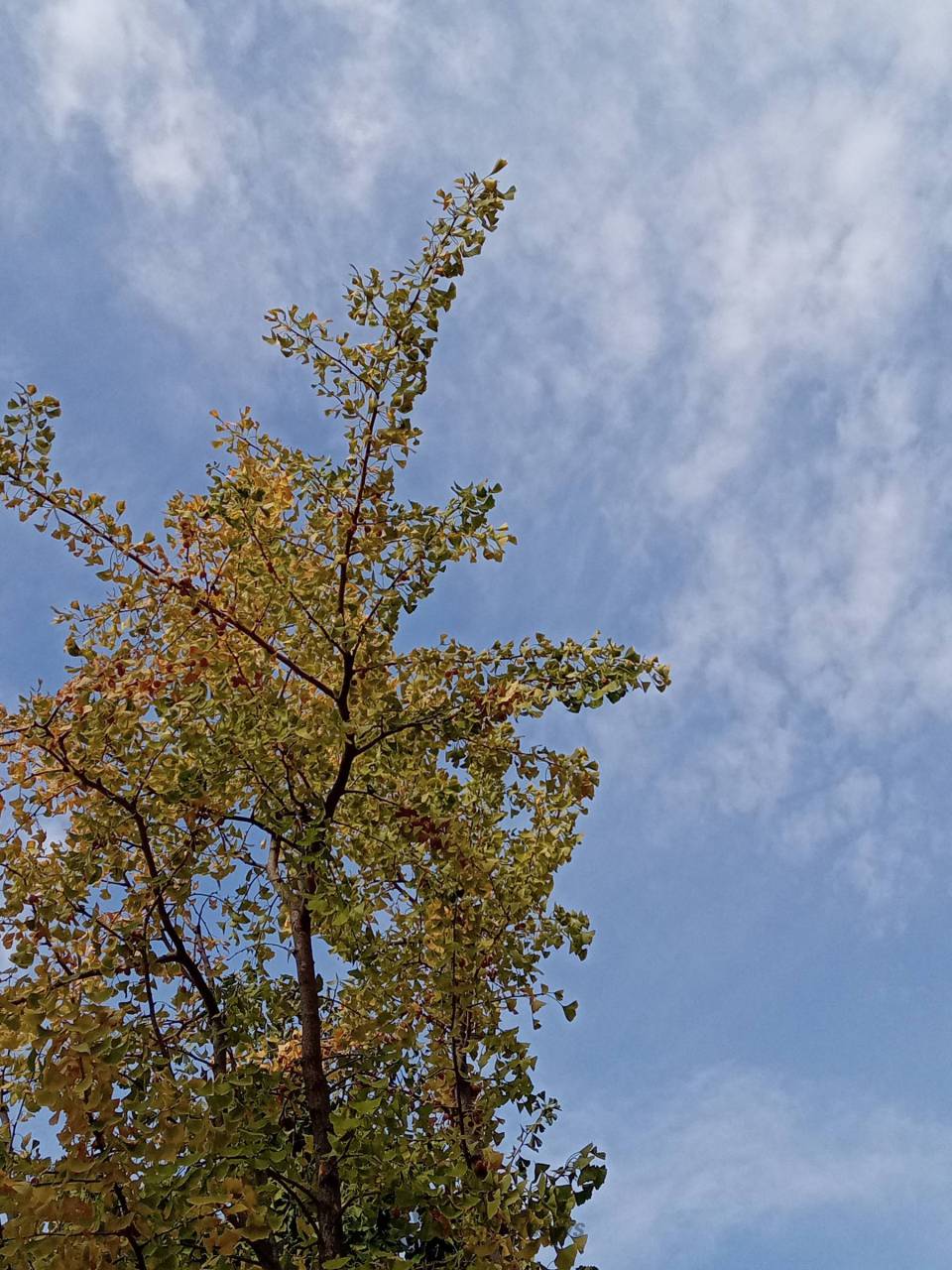 まだらな雲がひろがって星はみえません。涼 | 大阪府堺市堺区 | jinryo | ウェザーニュース