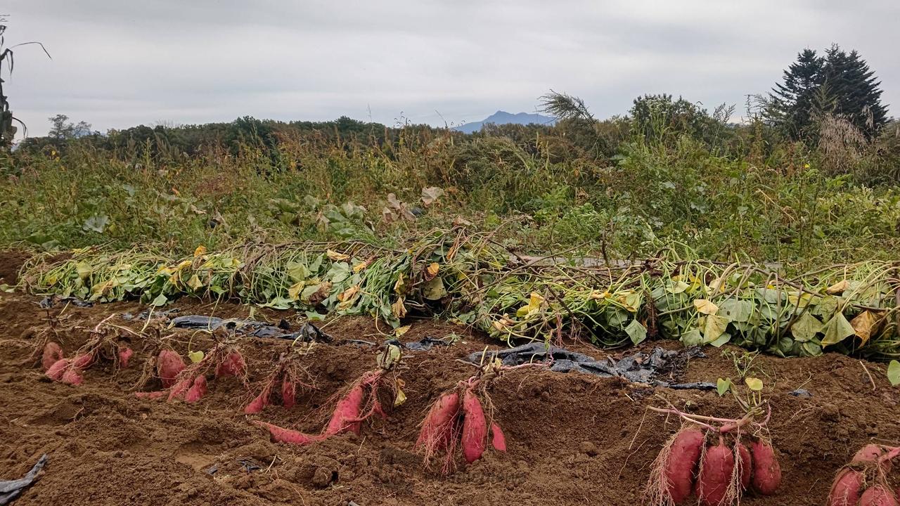 こんにちは。曇っています。 雨降る前に、 | 北海道斜里郡小清水町 | nobu | ウェザーニュース