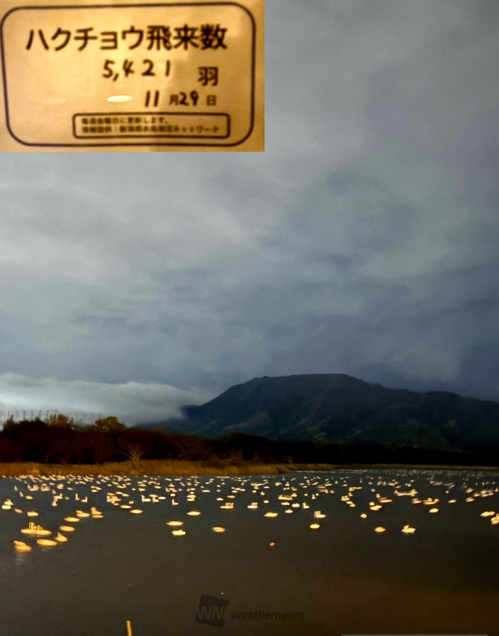 今日は佐潟に寄りました🚙 先週から🦢 | 新潟県新潟市西区 | こは‎♡˙ᴥ˙♡りの | ウェザーニュース