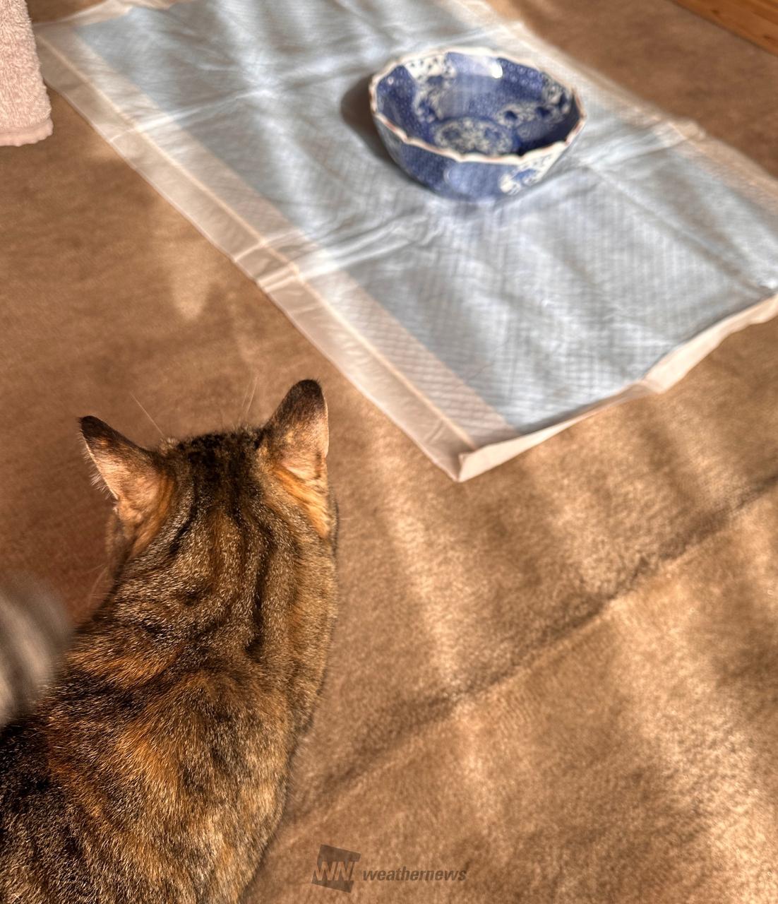 どんぶりに水💧💦 罠かにゃ？😾 洗 | 神奈川県大和市 | -arubireo＊* | ウェザーニュース