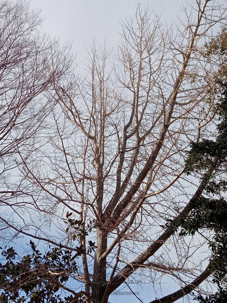 寒さの底の1日でした。夜もやはり寒いです | 滋賀県大津市 | jinryo | ウェザーニュース