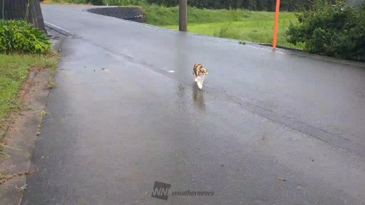 雨が小ぶりになリました。もうすぐまた、た | 愛媛県伊予市 | Jiji＆Myu | ウェザーニュース